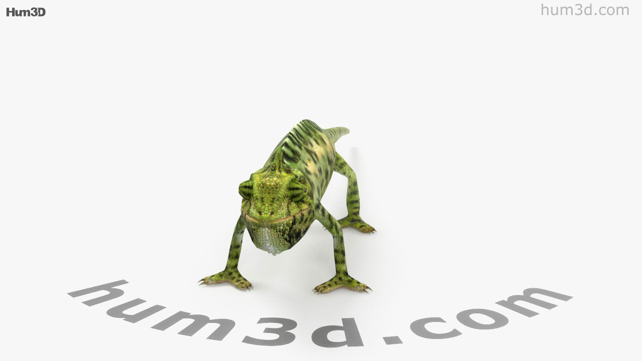 360 view of Veiled Chameleon 3D model - 3DModels store