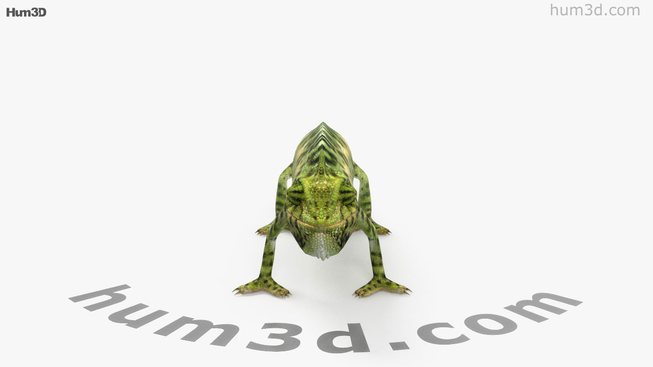 360 view of Veiled Chameleon 3D model - 3DModels store