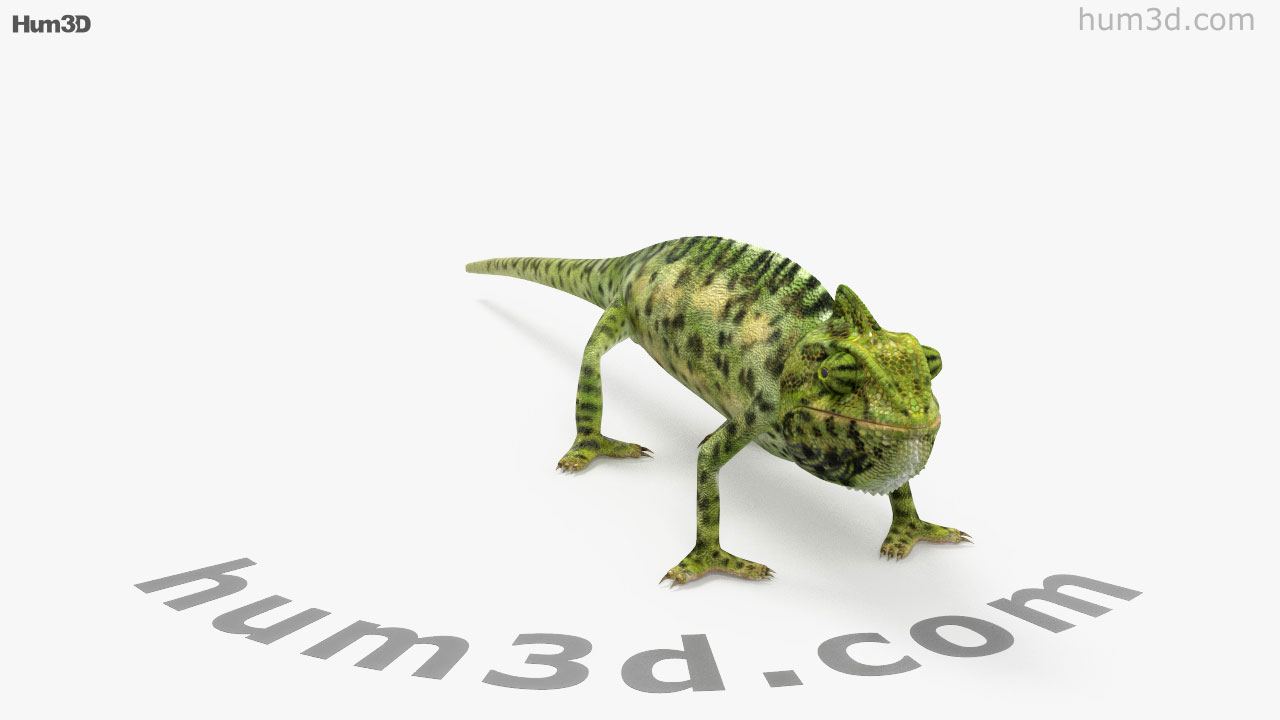 360 view of Veiled Chameleon 3D model - 3DModels store