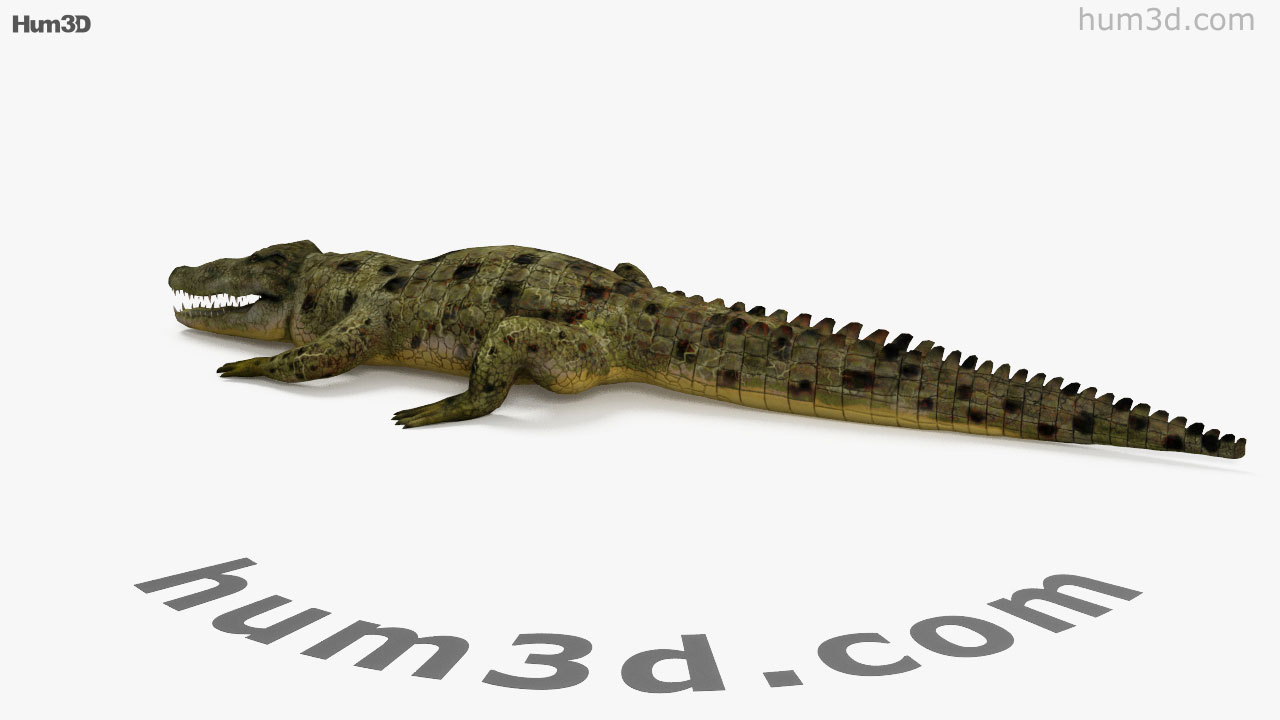 360 view of Common Crocodile 3D model - 3DModels store