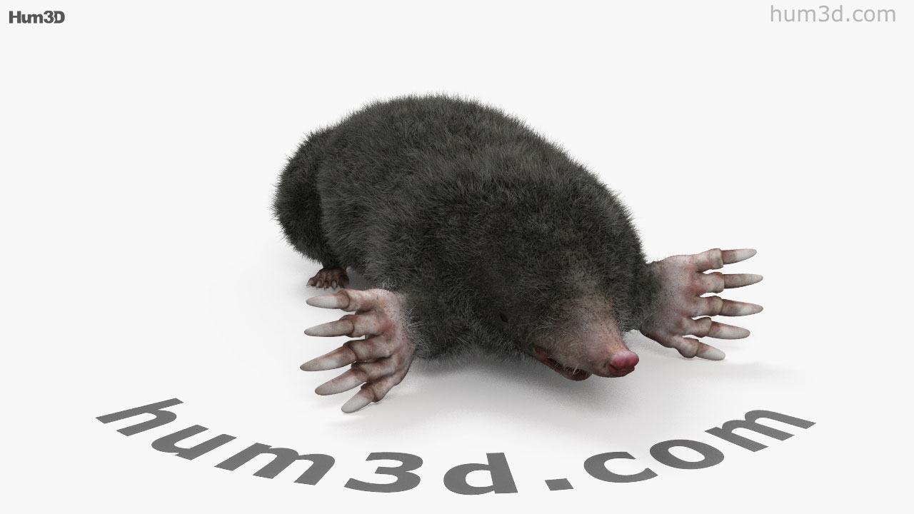 360 view of Eastern Mole 3D model - 3DModels store