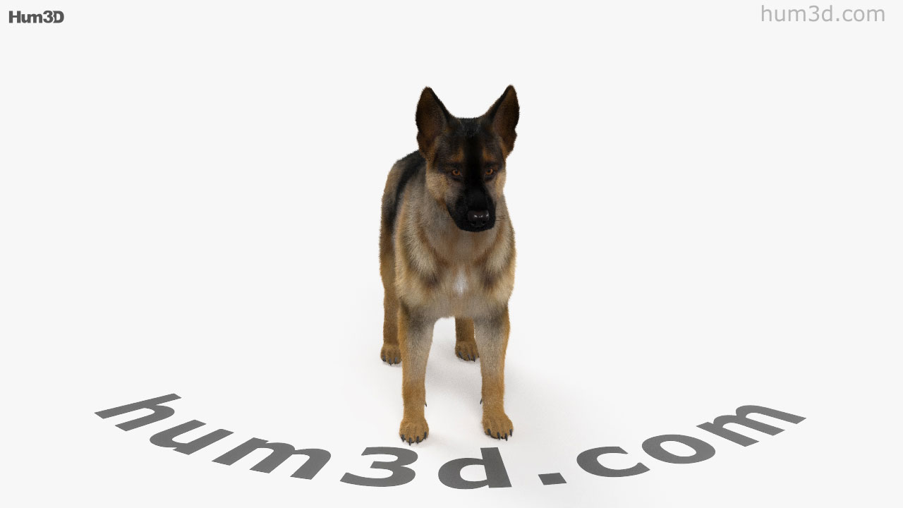 360 view of German Shepherd 3D model - 3DModels store