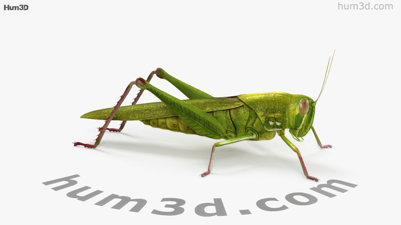 360 view of Grasshopper 3D model - 3DModels store