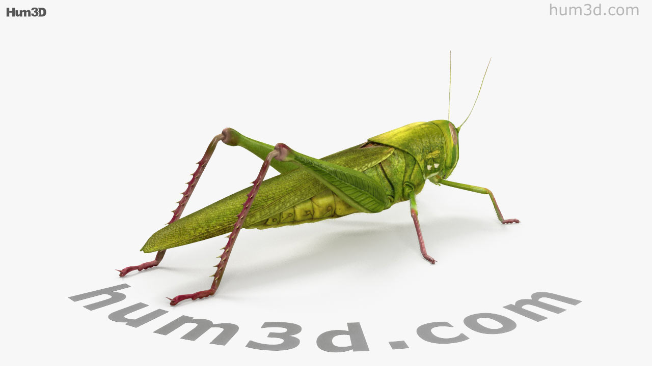 360 view of Grasshopper 3D model - 3DModels store