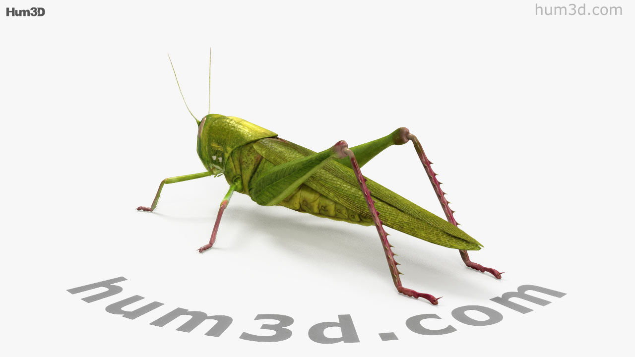 360 view of Grasshopper 3D model - 3DModels store