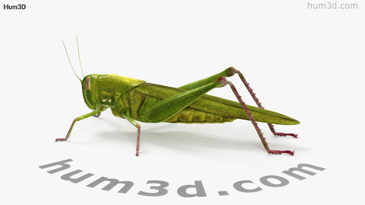 360 view of Grasshopper 3D model - 3DModels store