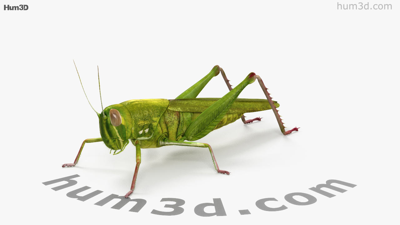 360 view of Grasshopper 3D model - 3DModels store
