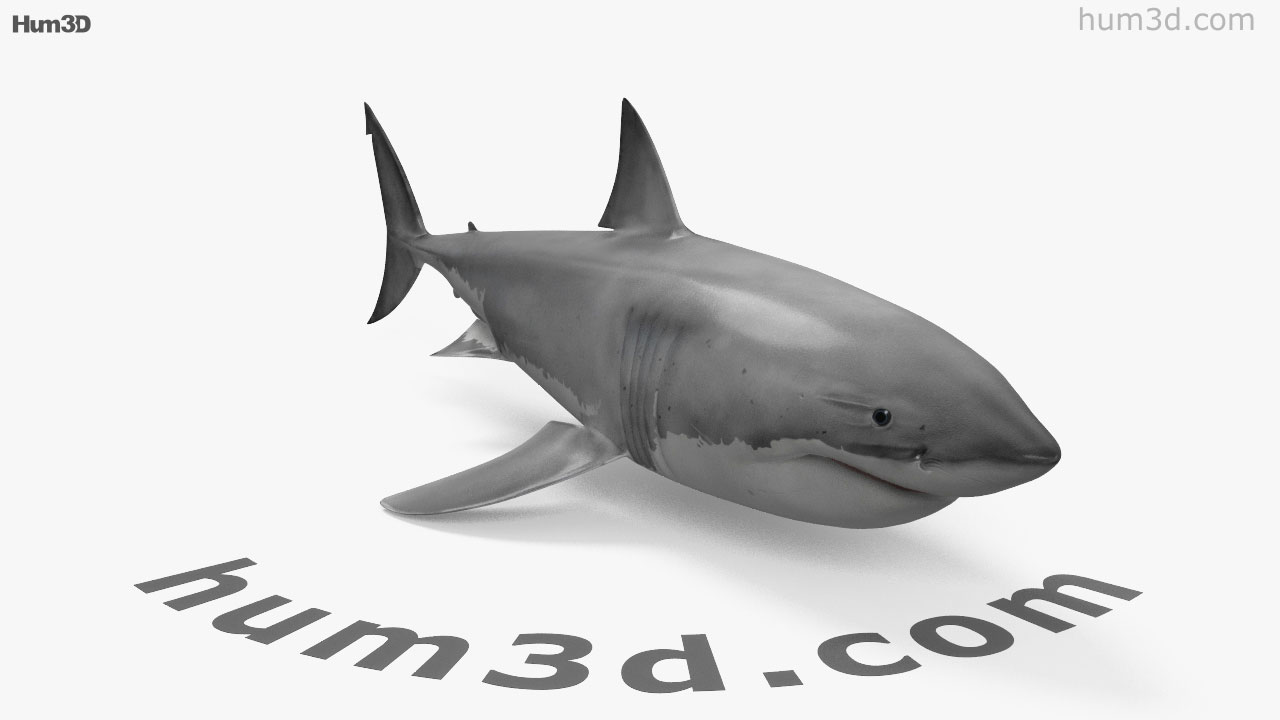 360 view of Great White Shark 3D model - 3DModels store