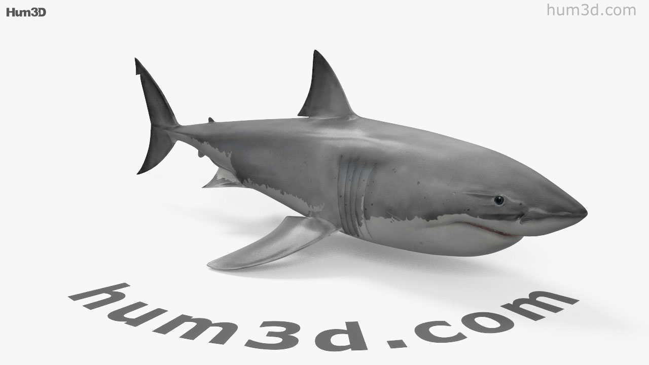 360 view of Great White Shark 3D model - 3DModels store