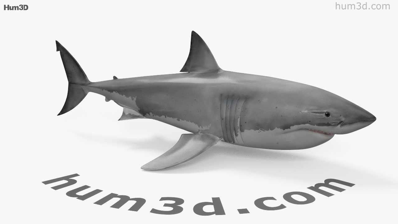 360 view of Great White Shark 3D model - 3DModels store