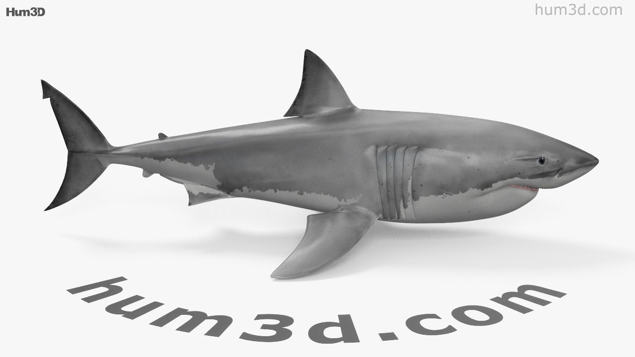 360 view of Great White Shark 3D model - 3DModels store
