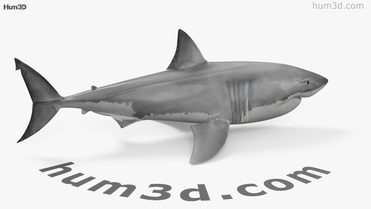 360 view of Great White Shark 3D model - 3DModels store