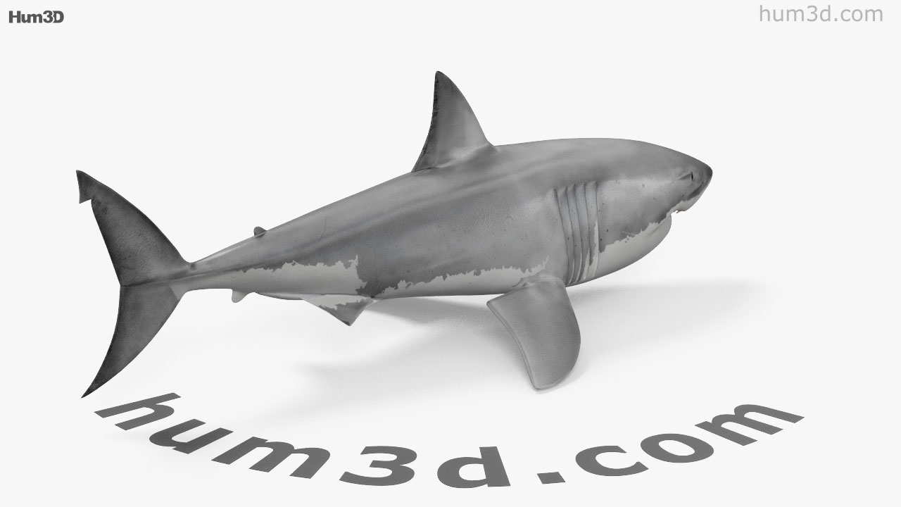 360 view of Great White Shark 3D model - 3DModels store