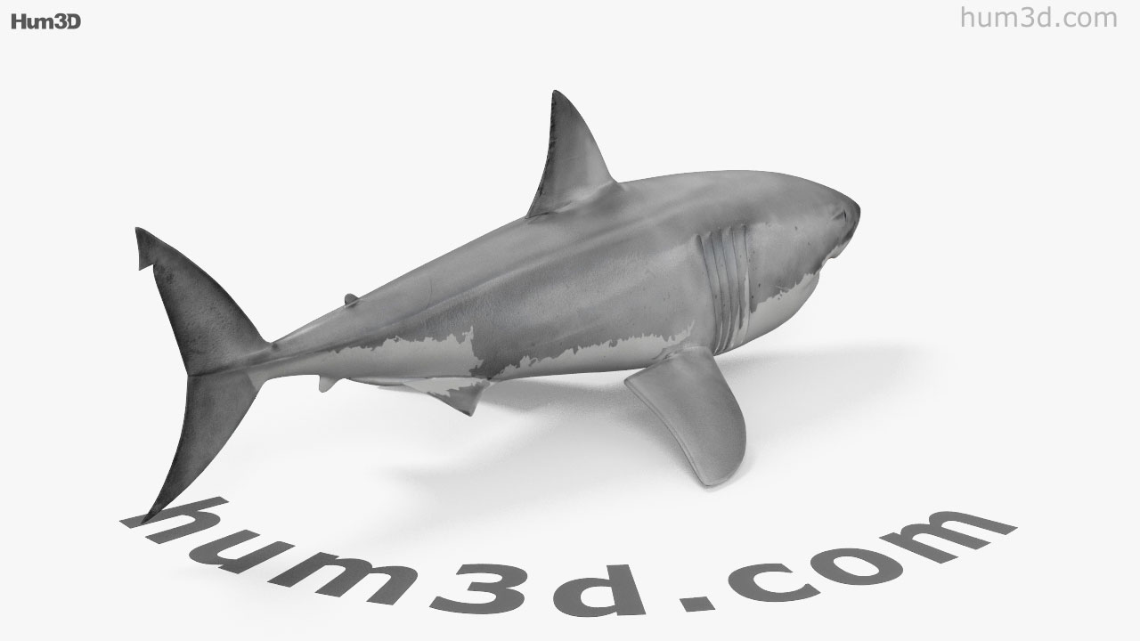 360 view of Great White Shark 3D model - 3DModels store