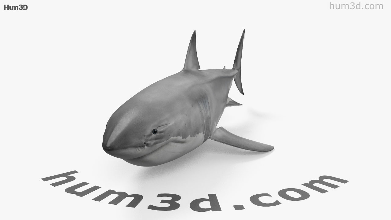 360 view of Great White Shark 3D model - 3DModels store