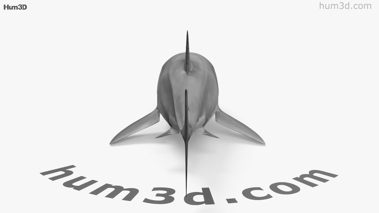 360 view of Great White Shark 3D model - 3DModels store