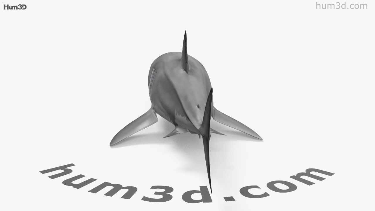 360 view of Great White Shark 3D model - 3DModels store