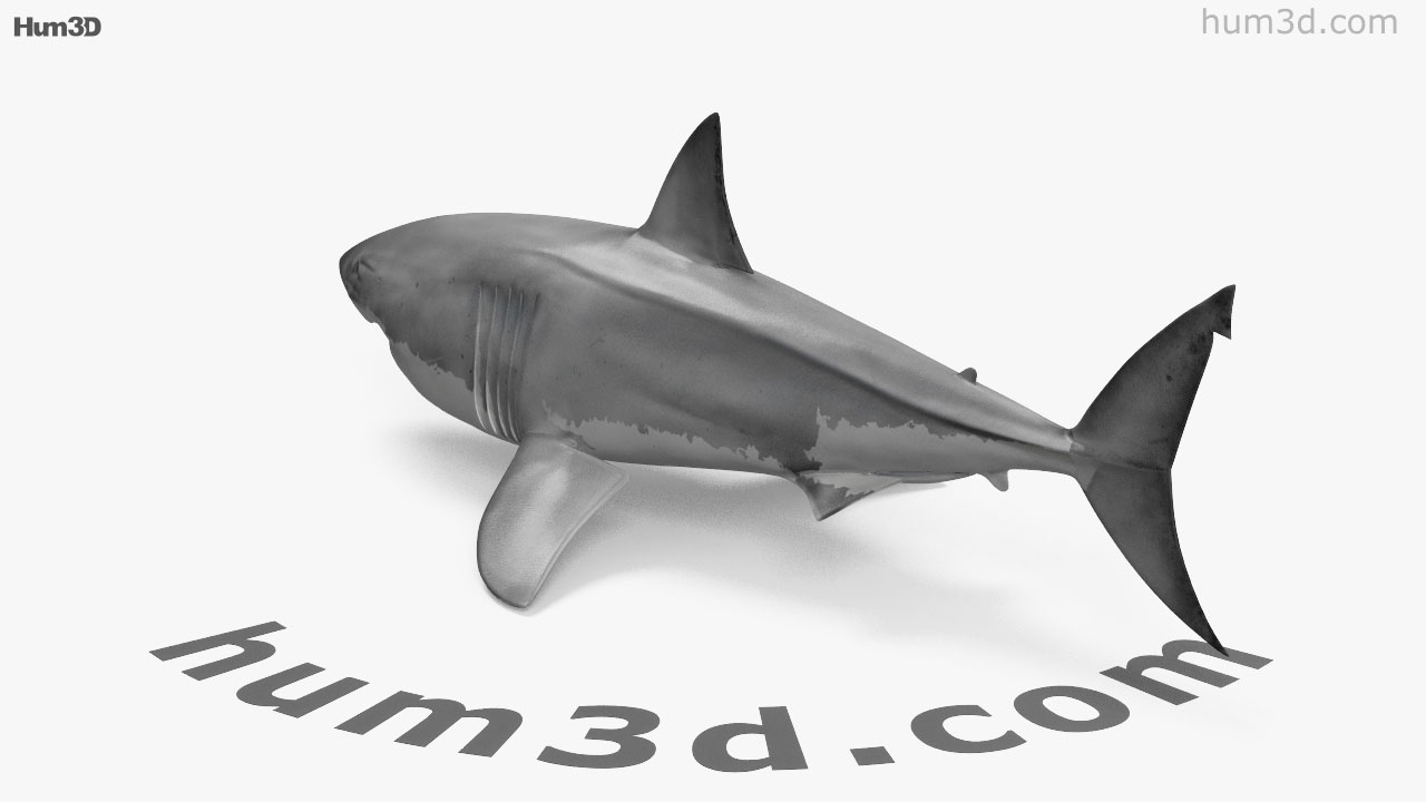 360 view of Great White Shark 3D model - 3DModels store