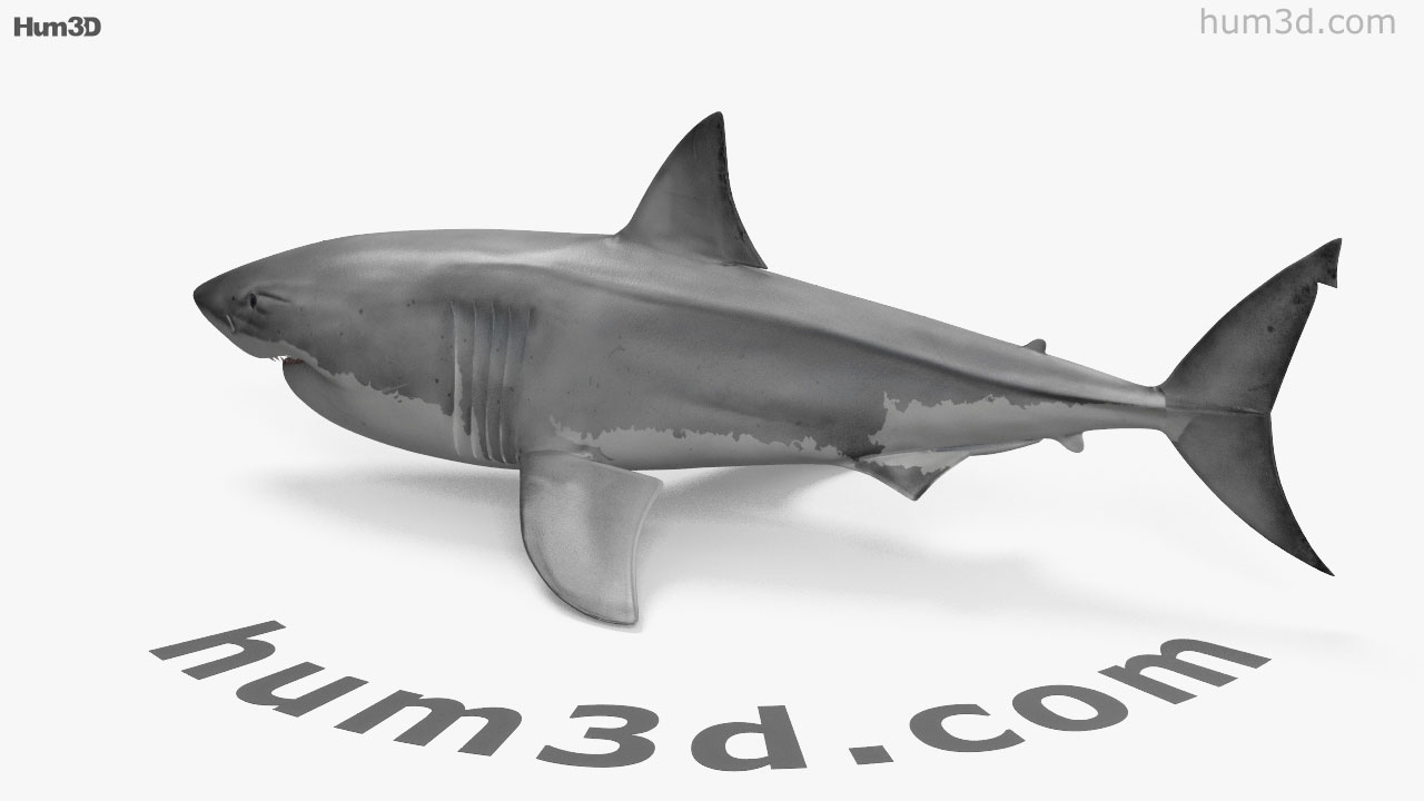 360 view of Great White Shark 3D model - 3DModels store