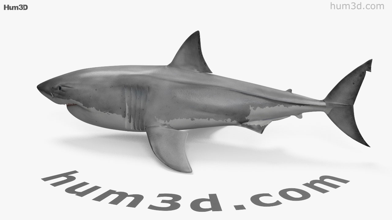 360 view of Great White Shark 3D model - 3DModels store