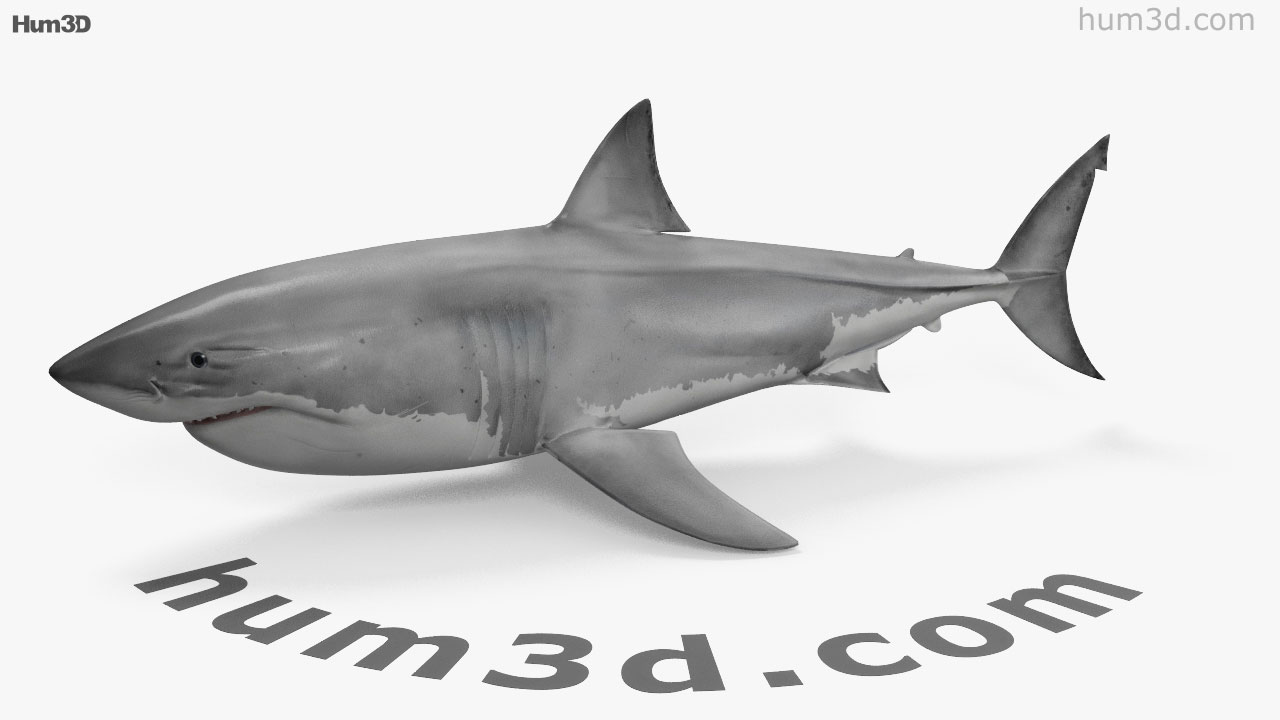 360 view of Great White Shark 3D model - 3DModels store