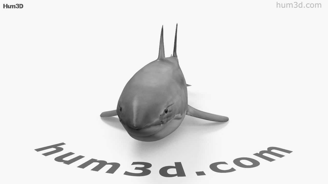 360 view of Great White Shark 3D model - 3DModels store