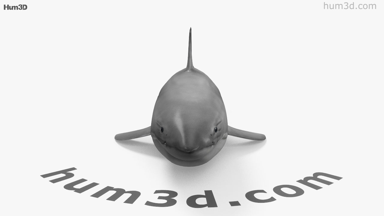 360 view of Great White Shark 3D model - 3DModels store