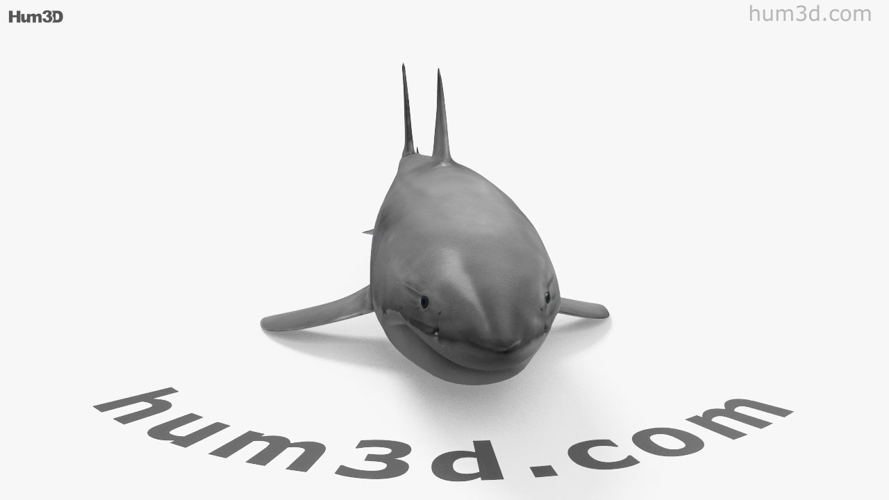 360 view of Great White Shark 3D model - 3DModels store