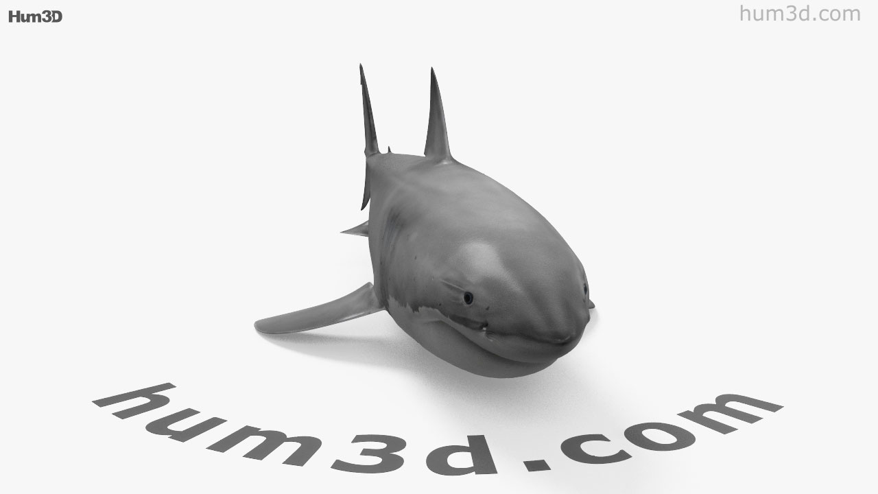 360 view of Great White Shark 3D model - 3DModels store