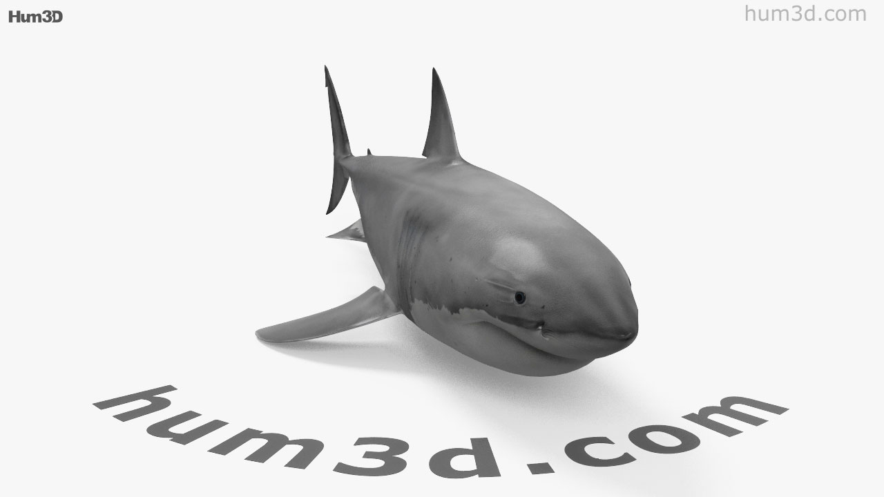 360 view of Great White Shark 3D model - 3DModels store