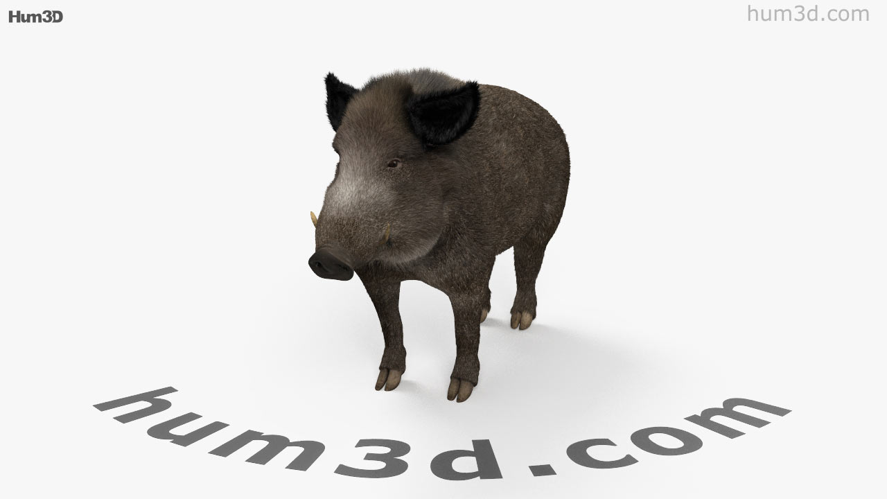 360 view of Wild Boar 3D model - 3DModels store