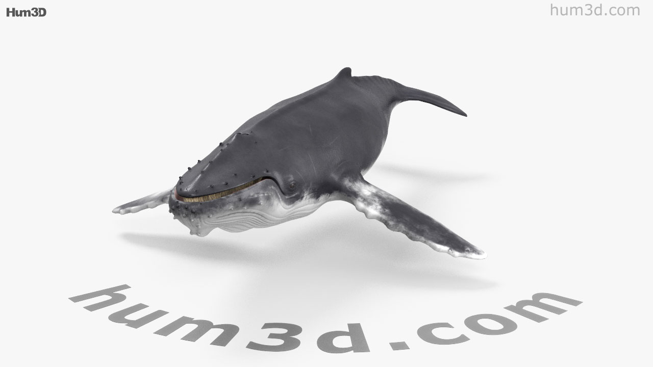 360 view of Humpback Whale 3D model - 3DModels store