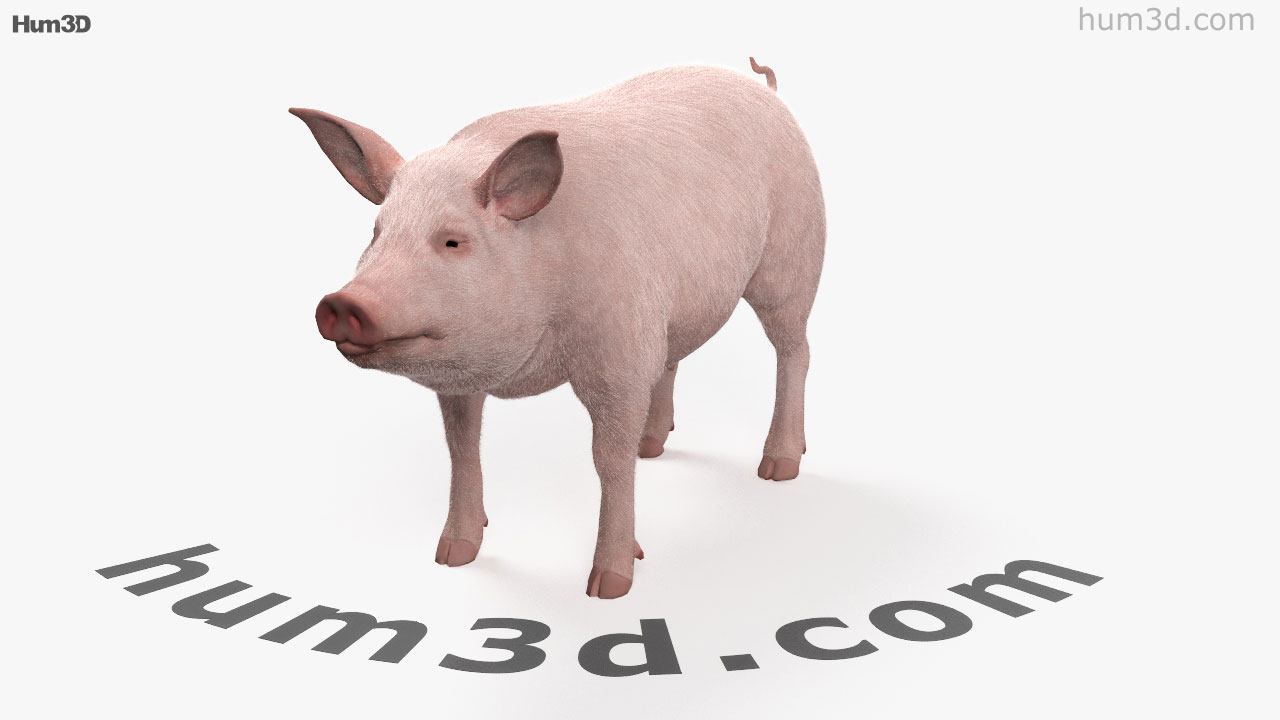 360 view of Pig 3D model - 3DModels store