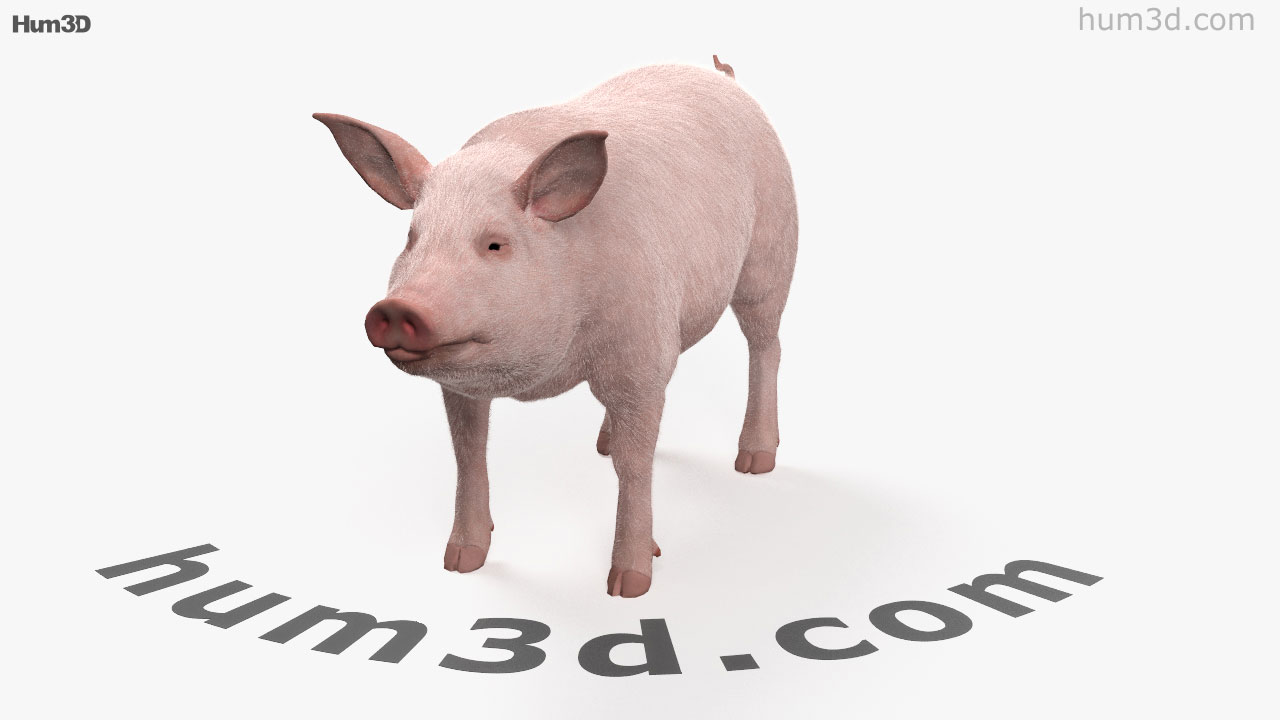 360 view of Pig 3D model - 3DModels store