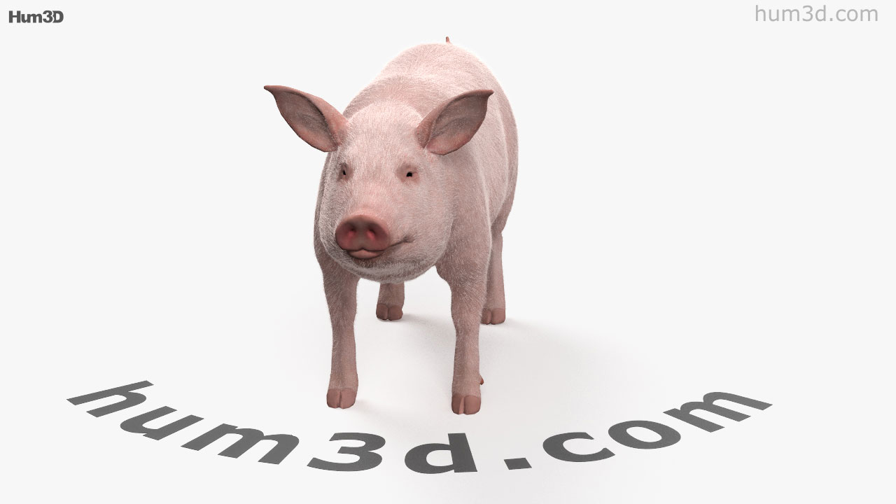 360 view of Pig 3D model - 3DModels store