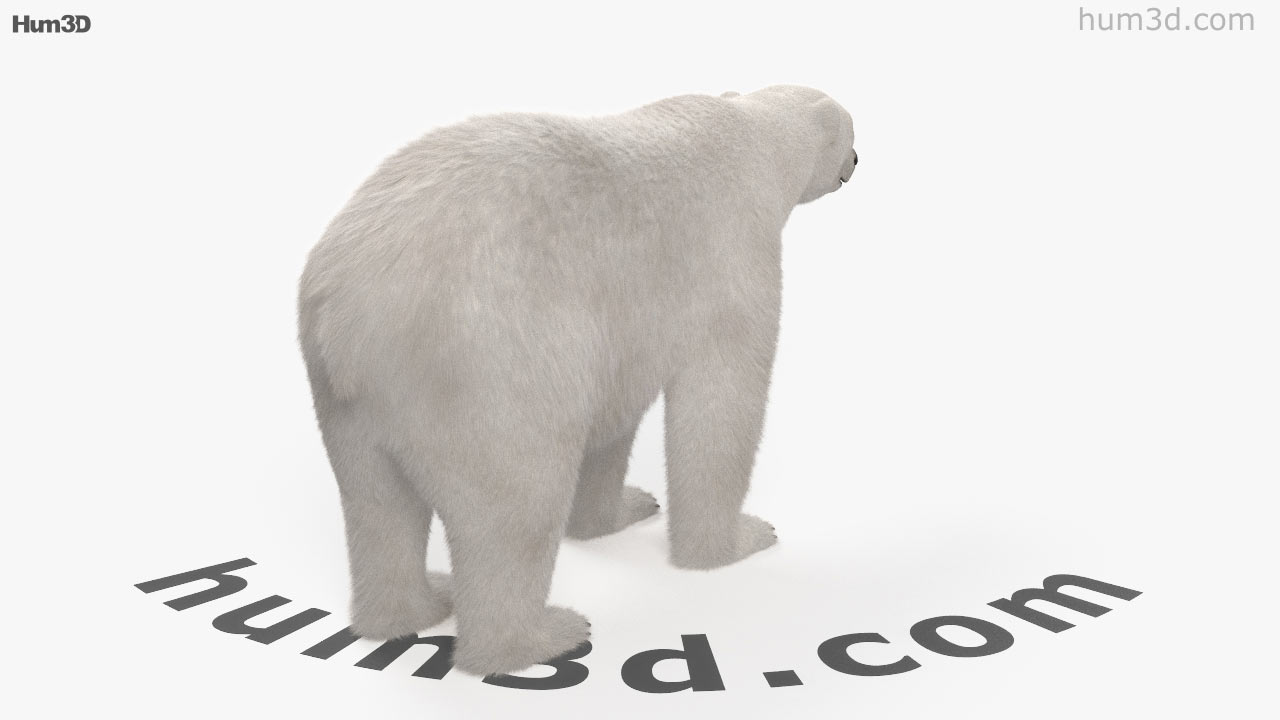 360 view of Polar Bear 3D model - 3DModels store