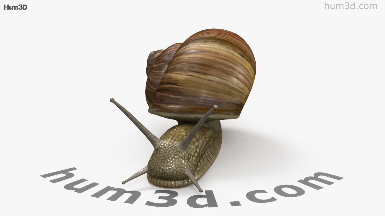 360 view of Snail 3D model - 3DModels store