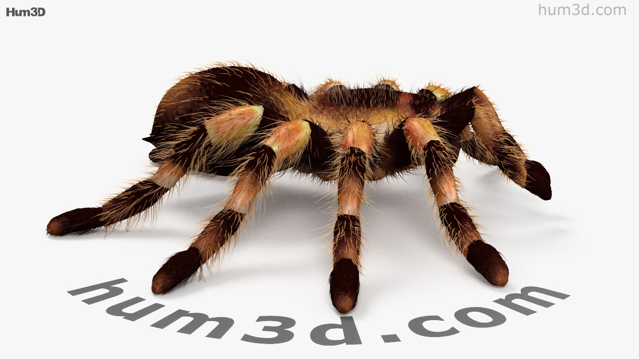 360 view of Tarantula 3D model - 3DModels store