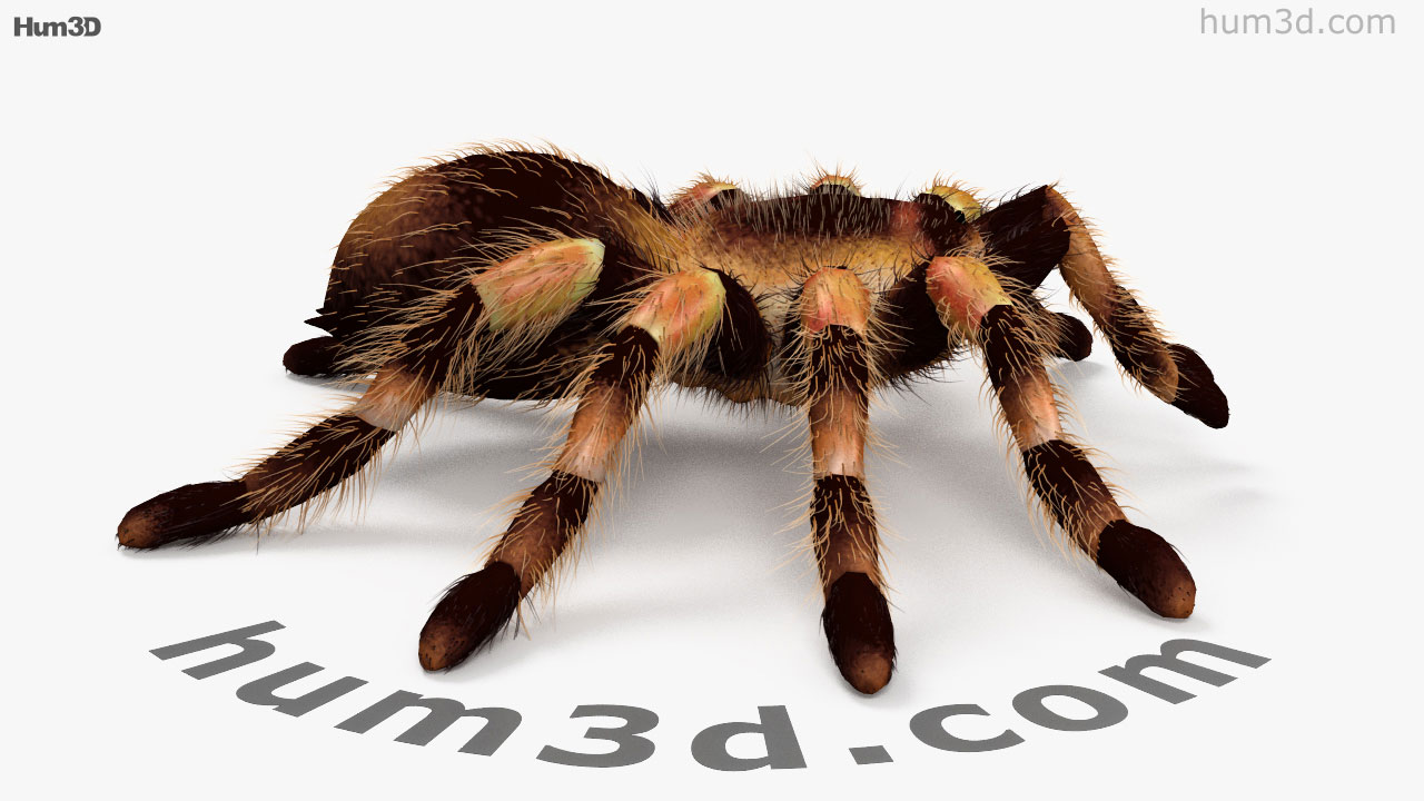 360 view of Tarantula 3D model - 3DModels store