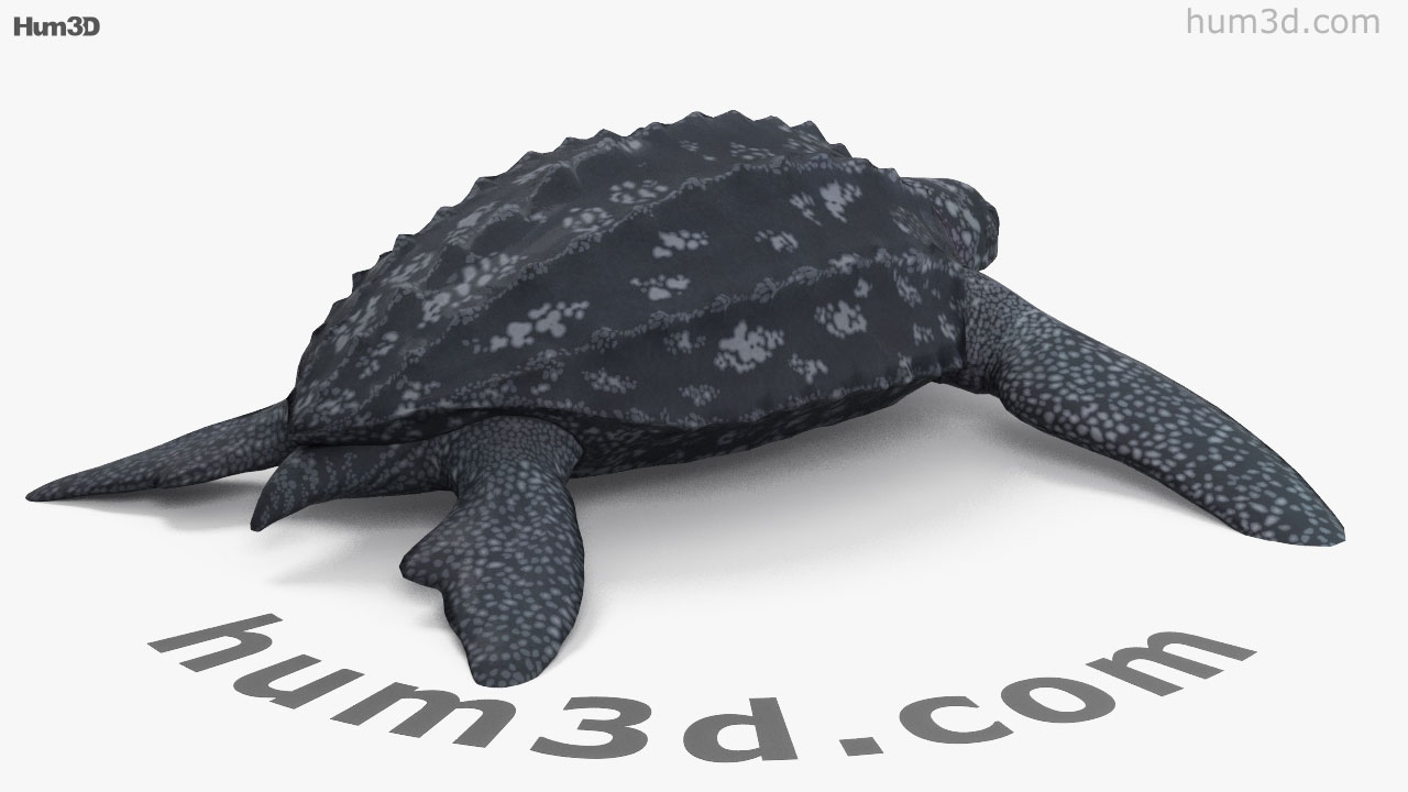 360 view of Leatherback Sea Turtle 3D model - 3DModels store