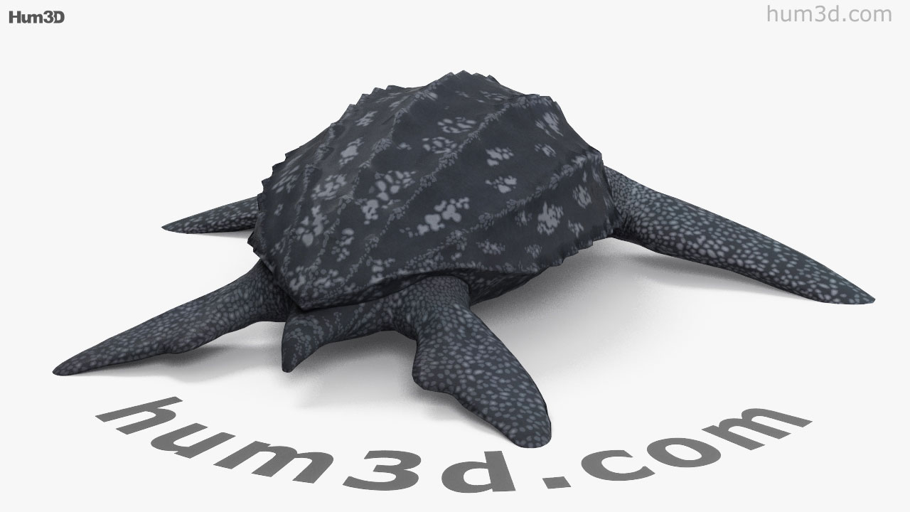 360 view of Leatherback Sea Turtle 3D model - 3DModels store