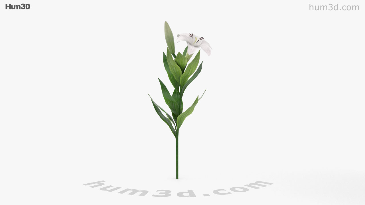 360 view of Lilium 3D model - 3DModels store