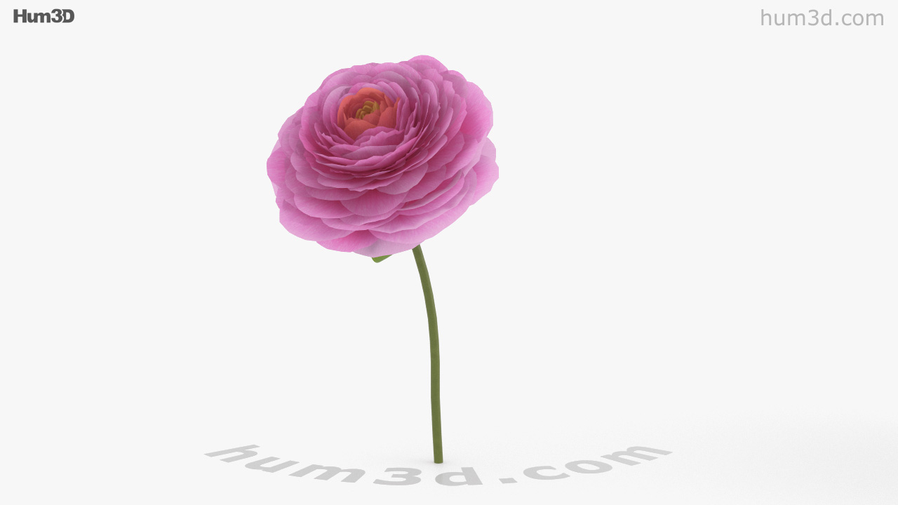 360° visning af Ranunkel Blomst 3D-model - 3DModels butik