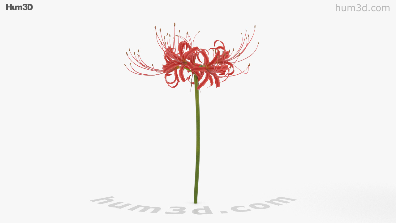360 view of Red Spider Lily 3D model - 3DModels store