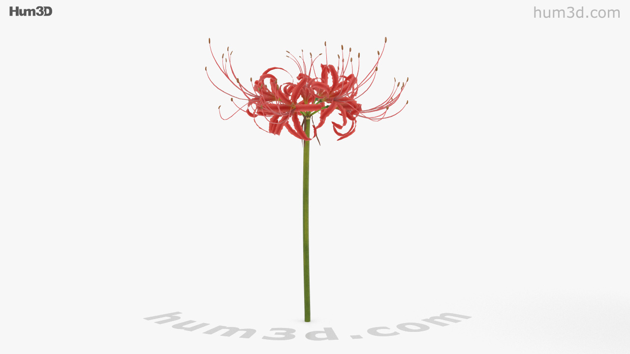 360 view of Red Spider Lily 3D model - 3DModels store