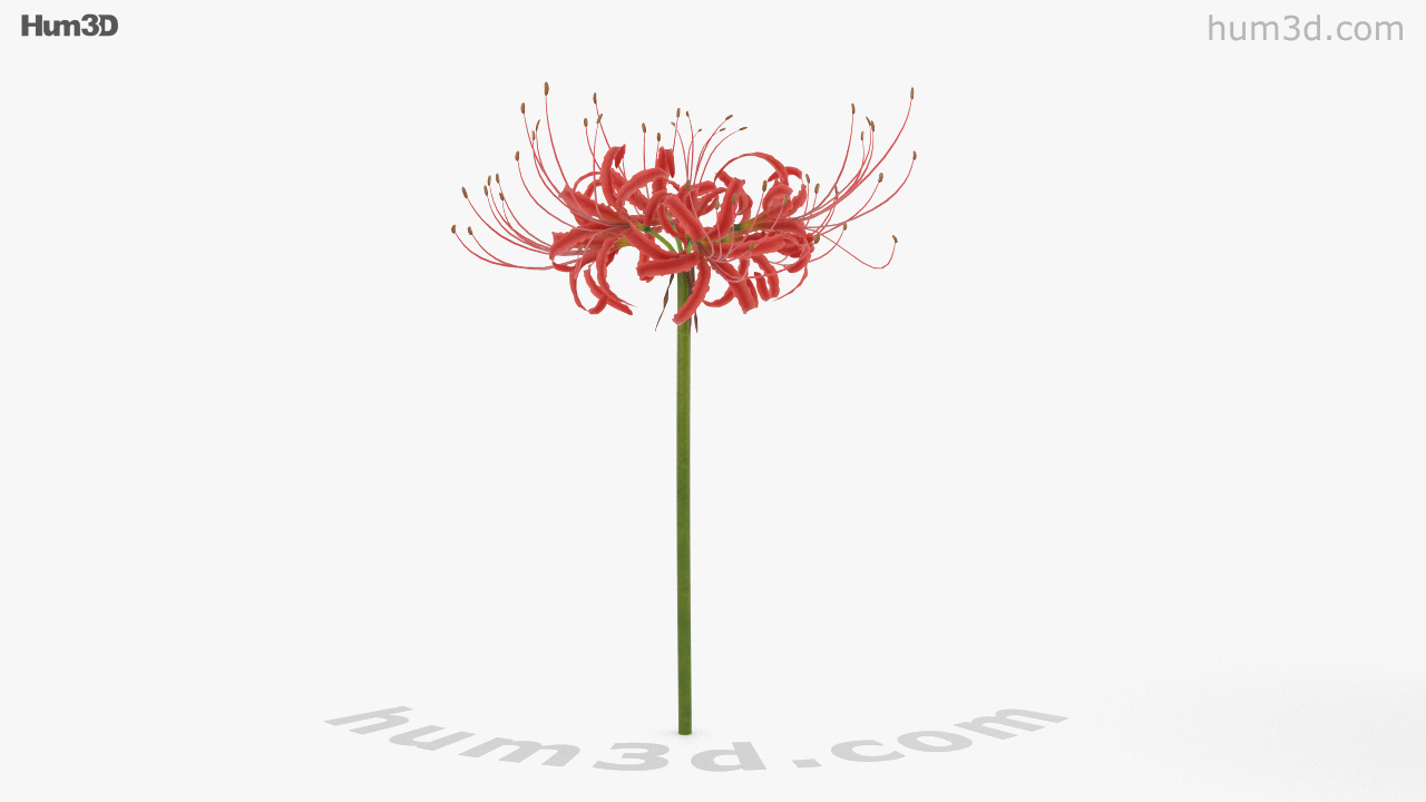 360 view of Red Spider Lily 3D model - 3DModels store