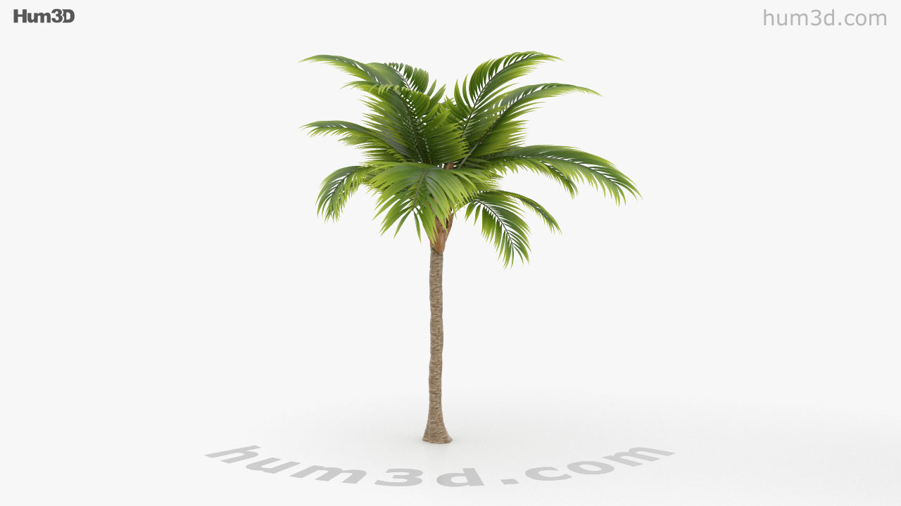 360 view of Palm Tree 3D model - 3DModels store