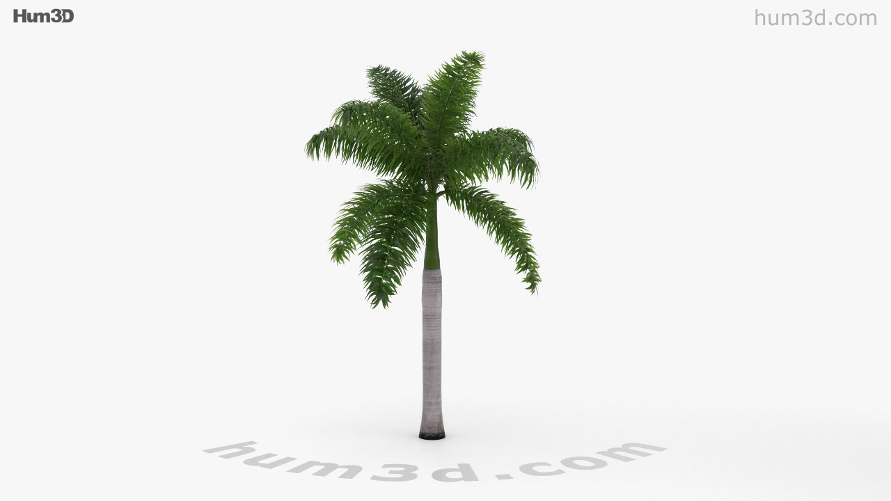 360 view of Royal palm 3D model - 3DModels store