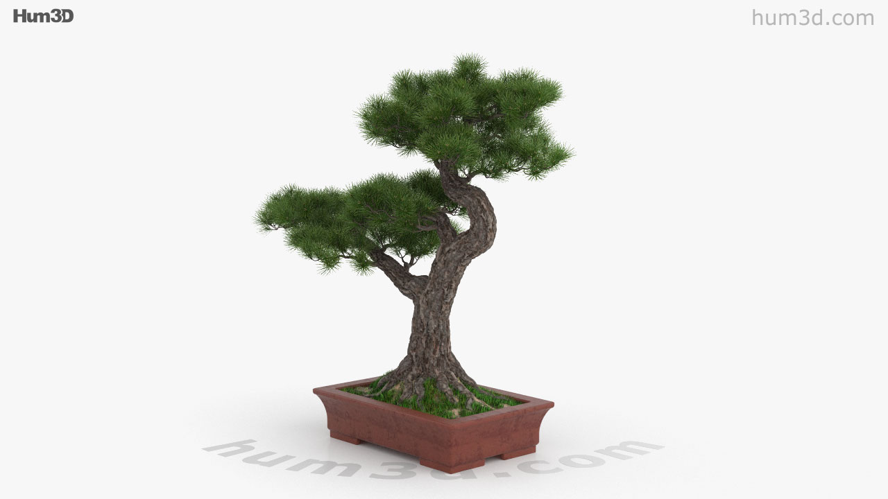 360 view of Bonsai Tree 3D model - 3DModels store