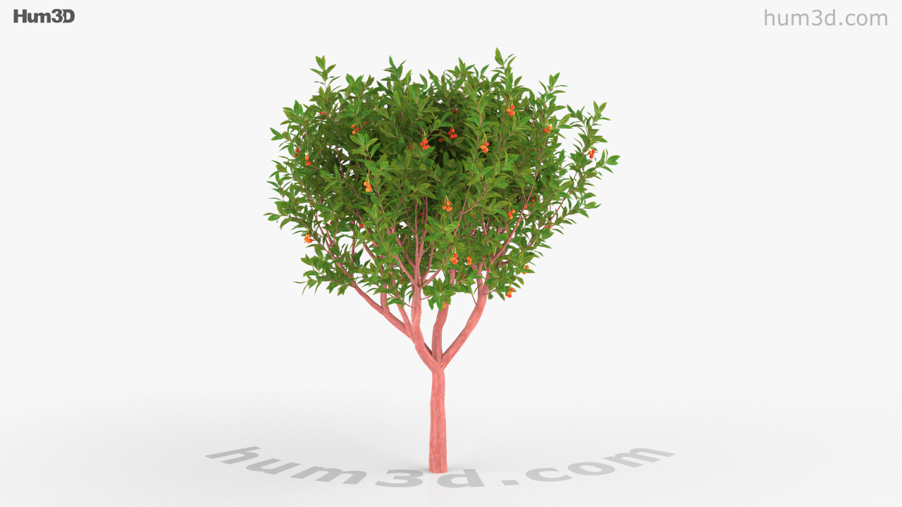 360 view of Strawberry Tree 3D model - 3DModels store